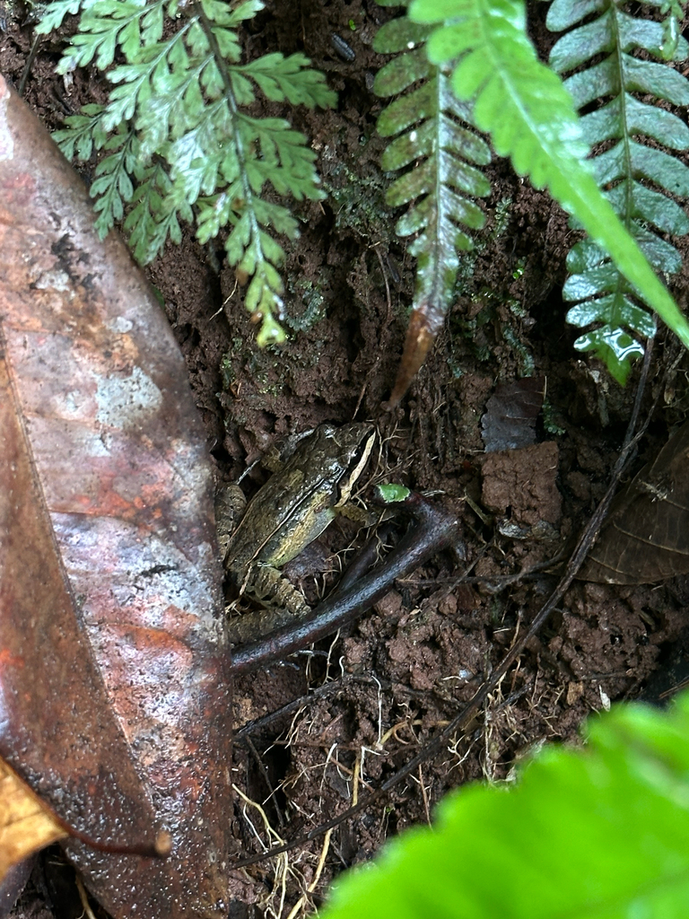 Neotropical Grass Frogs from Leoncio Prado, PE-HC, PE on February 16 ...