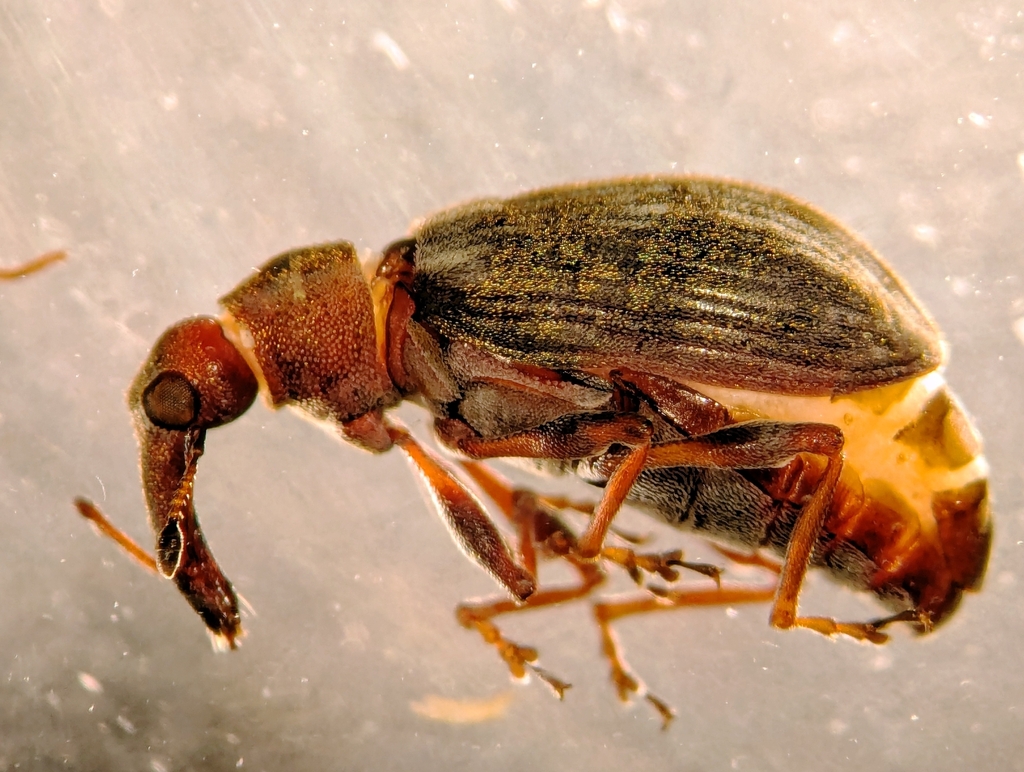 True Weevils from Tasman River 7999, New Zealand on November 29, 2021 ...
