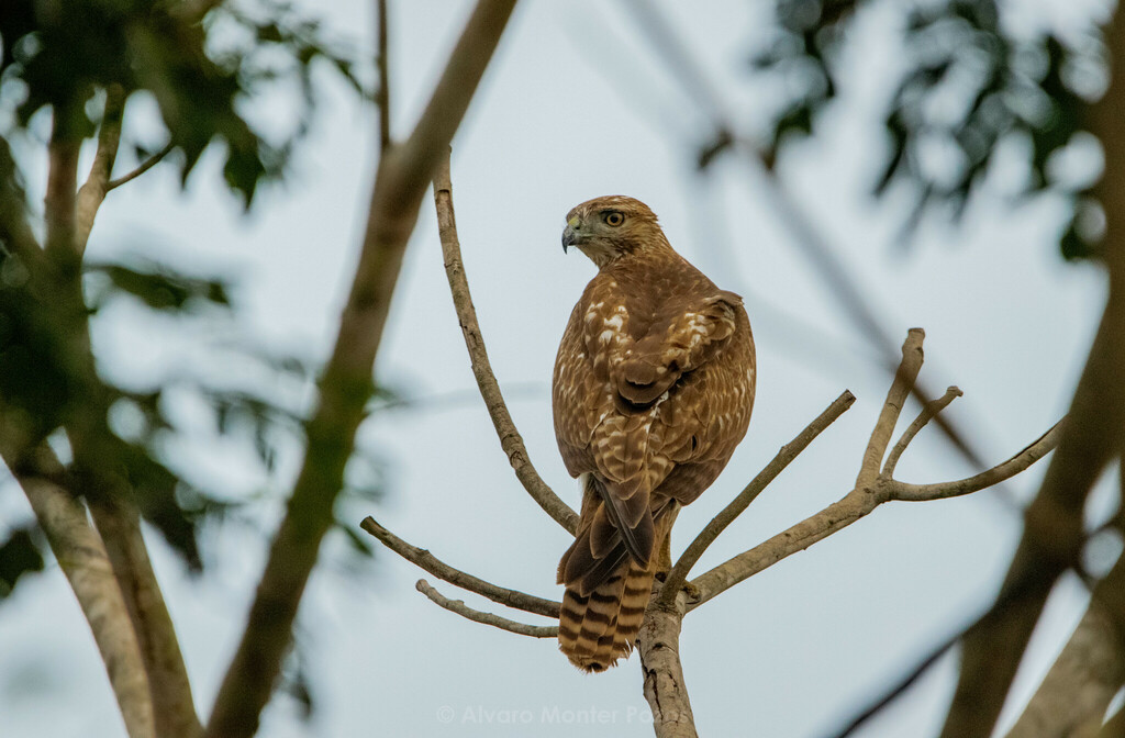 Red-tailed Hawk from Hopelchén, Camp., México on February 14, 2025 at ...