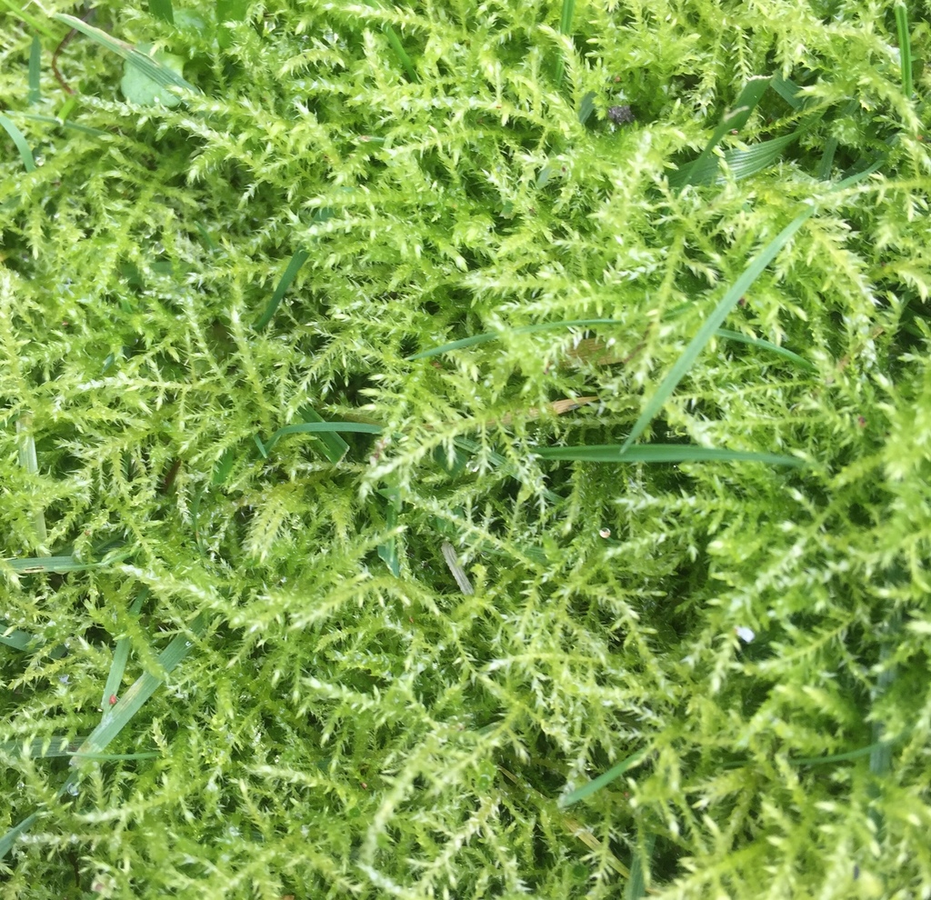 Common Feather-moss from 321B Mangorei Road, Merrilands, Taranaki, NZ ...