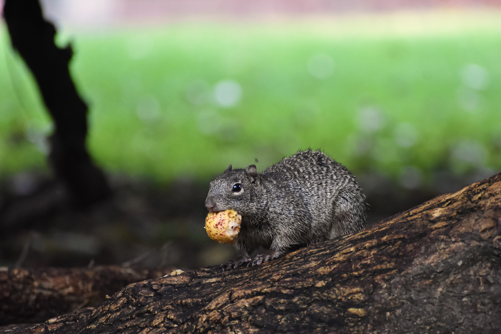 Rock Squirrel from Santa María Tequepexpan, San Pedro Tlaquepaque, Jal ...