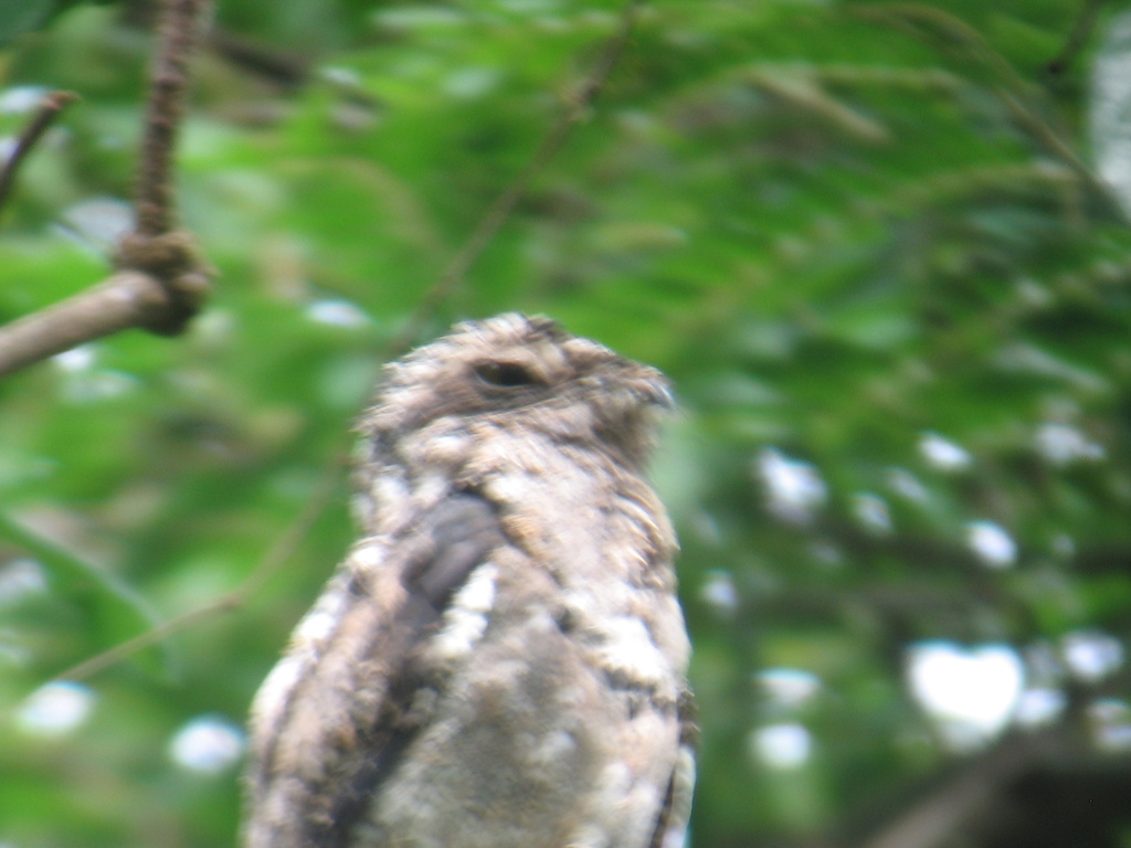 Common Potoo from Parque Nacional Manuel Antonio, Provincia de ...