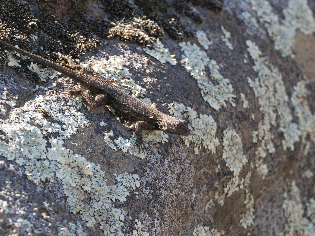 Western Fence Lizard from Rancho Bernardo, San Diego, CA, USA on ...