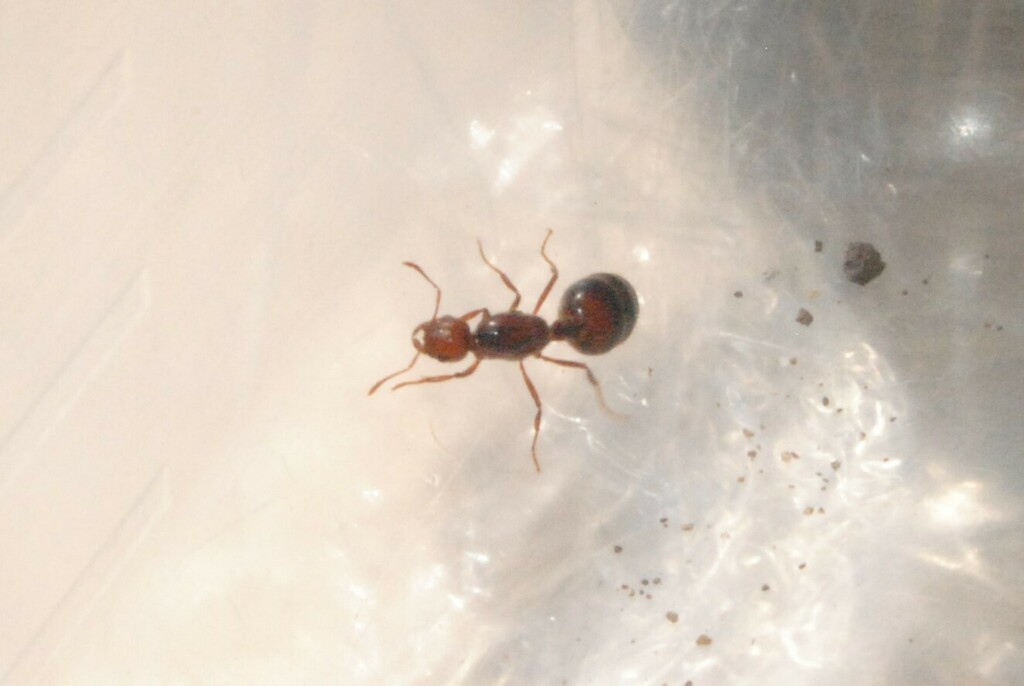 Red Imported Fire Ant in February 2025 by Eve. Queen? Report has been ...