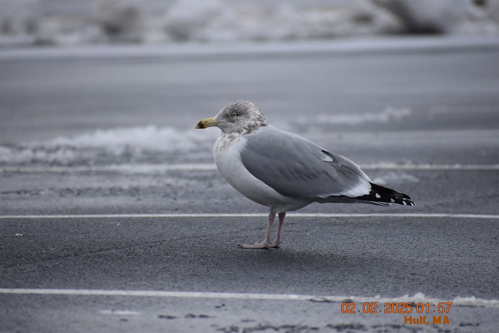 American Herring Gull from Hull, MA, USA on February 2, 2025 at 07:19 ...