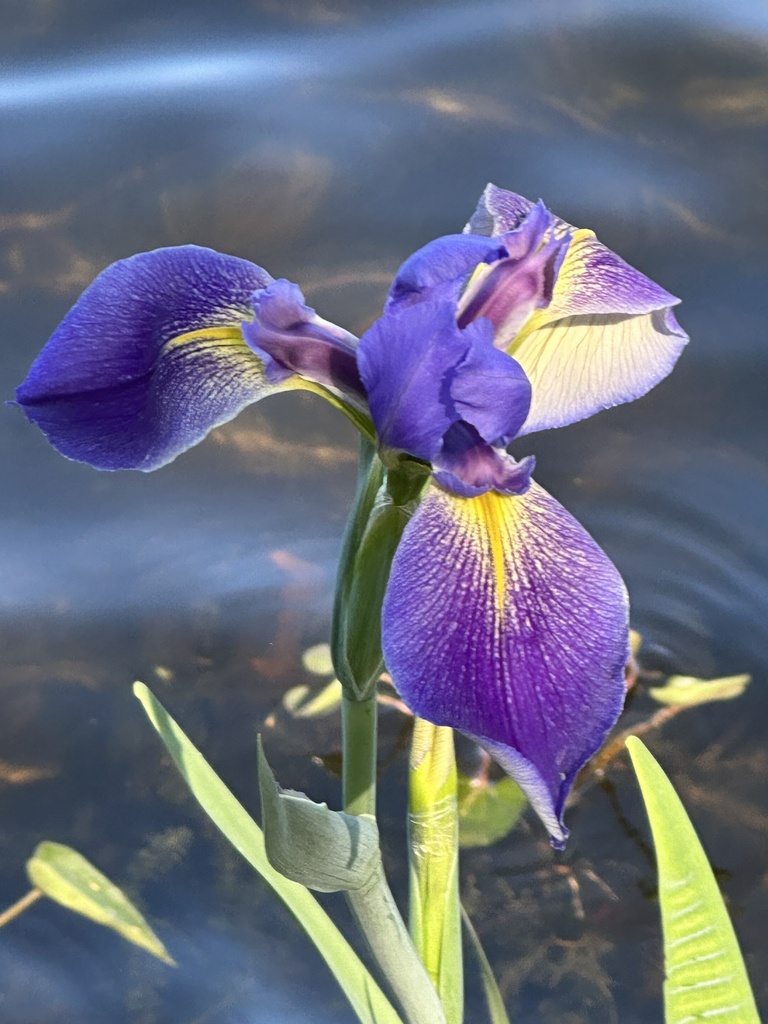 Prairie Iris from Secret Lake Park, Casselberry, FL, US on February 17 ...