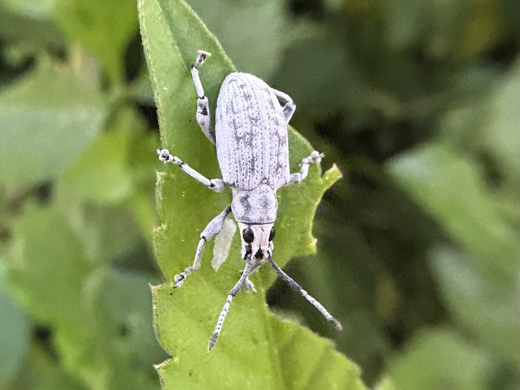 Sri Lanka Weevil from Pinellas Trail, Seminole, FL, US on February 8 ...