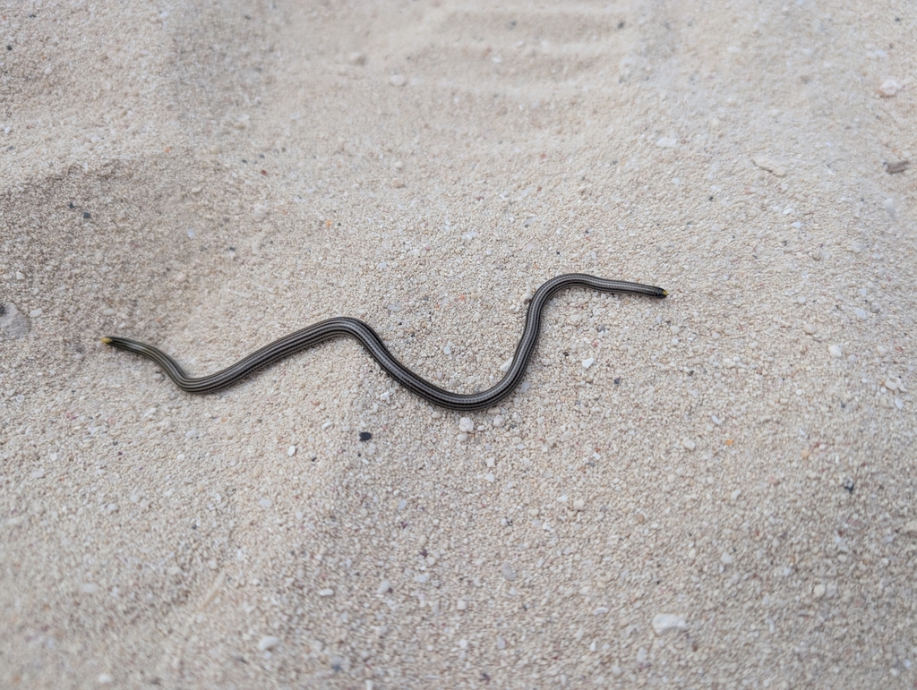 Black Blind Snake from 77686 Quintana Roo, Mexico on February 17, 2025 ...