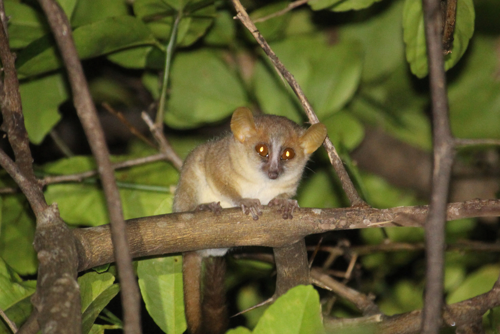 Danfoss' Mouse Lemur (Microcebus danfossi) - Know Your Mammals