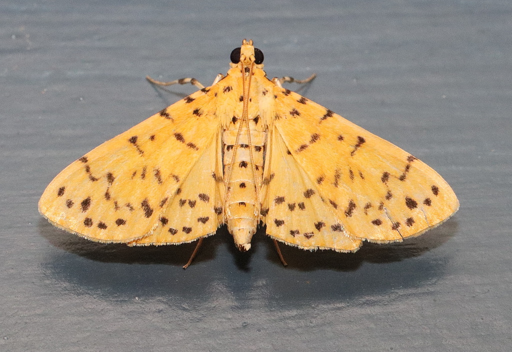 Yellow Peach Moth from Witta QLD 4552, Australia on February 17, 2025 ...