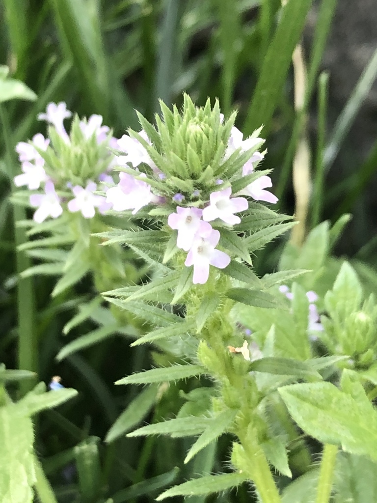 Bigbract Verbena from Henderson Lake, Lethbridge, AB, CA on August 3 ...