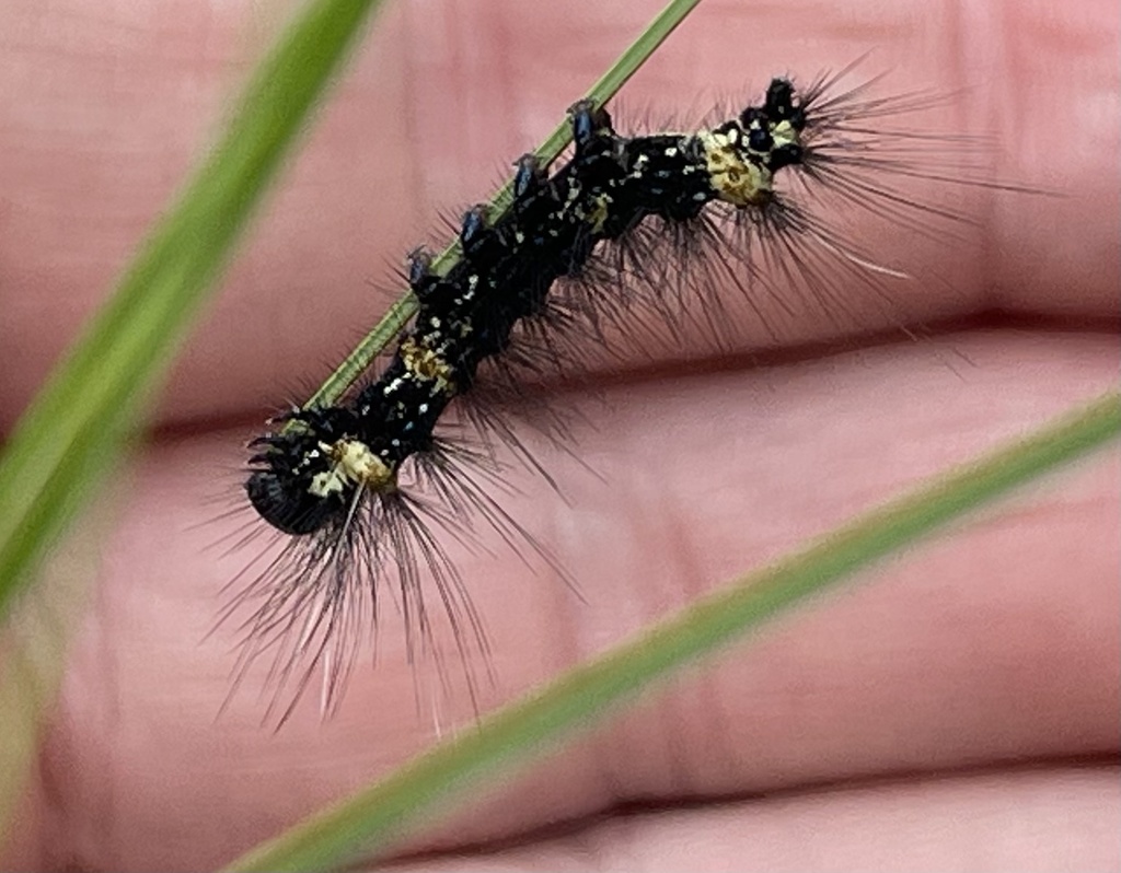 Saucy Beauty from La Paz Waterfall Gardens & The Peace Lodge, Alajuela ...