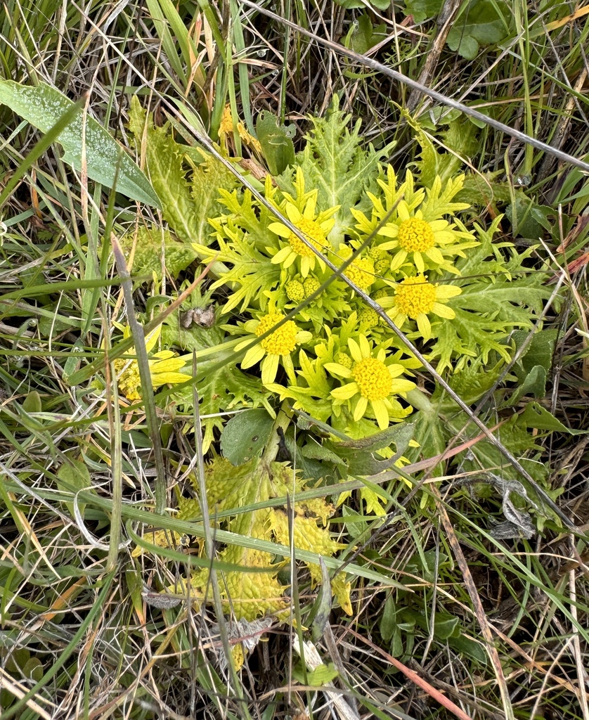 Footsteps of spring from San Mateo County, CA, USA on February 17, 2025 ...