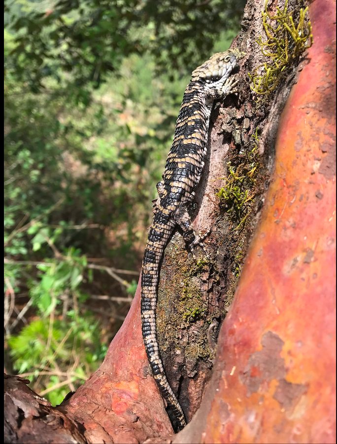 Oaxaca Arboreal Alligator Lizard in July 2019 by Sergio Siliceo ...
