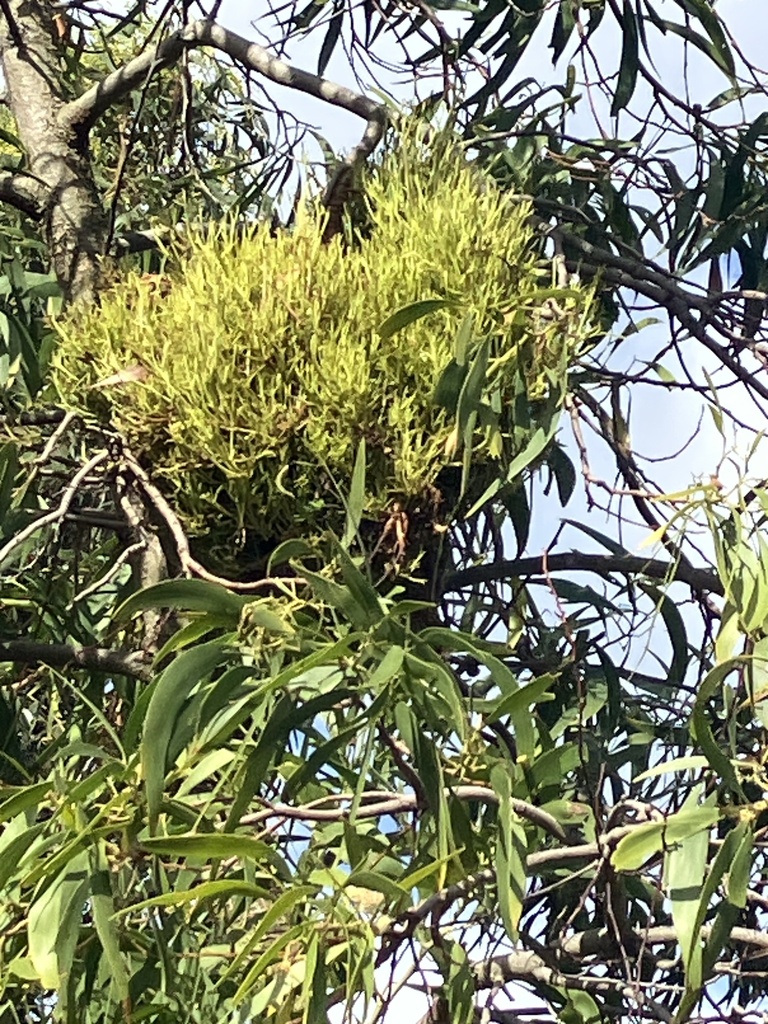 Hickory Wattle Gall Rust from Point Richards Flora and Fauna Reserve ...
