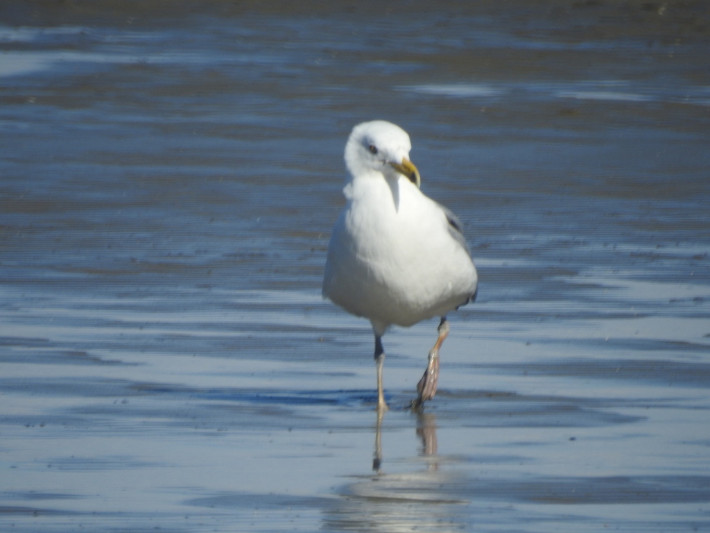 American Herring Gull from Anne Arundel County, MD, USA on February 17 ...