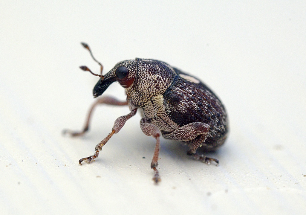 Rhinoncus australis from Ruawai, New Zealand on February 8, 2025 at 02: ...