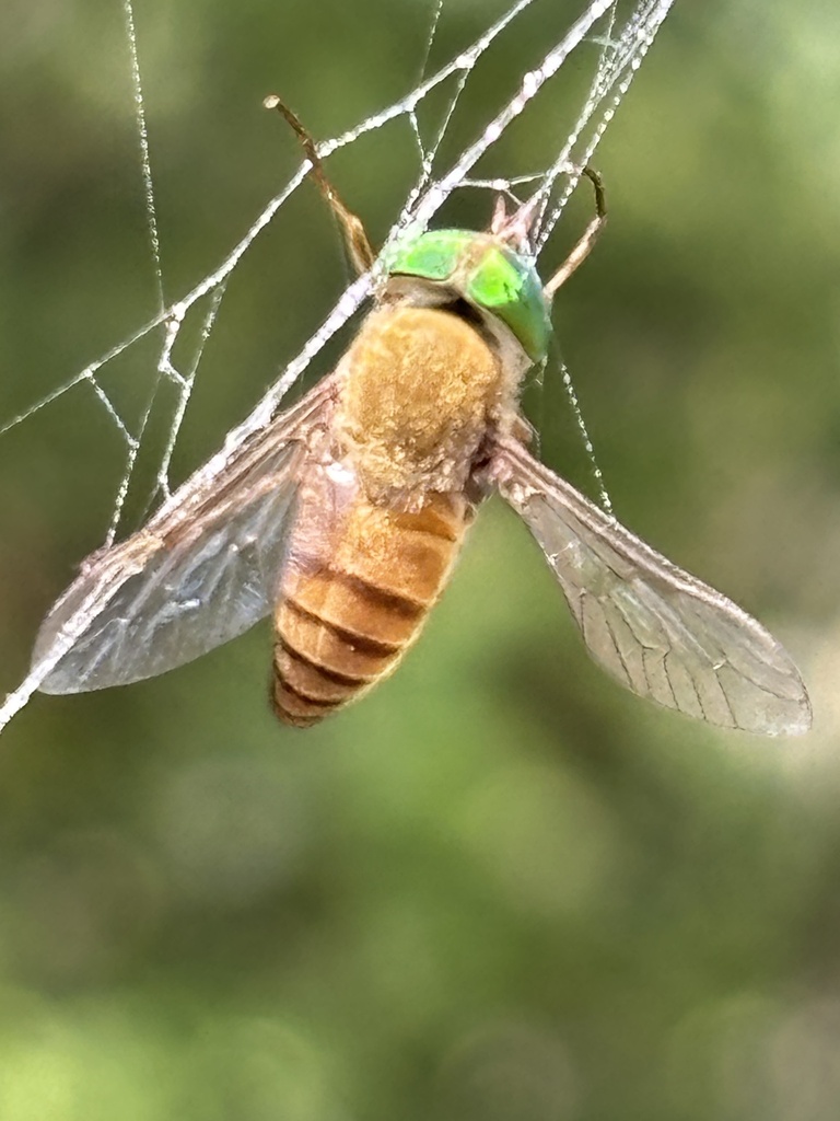 Tabanus australicus from Burraneer Rd, Coomba Park, NSW, AU on February ...