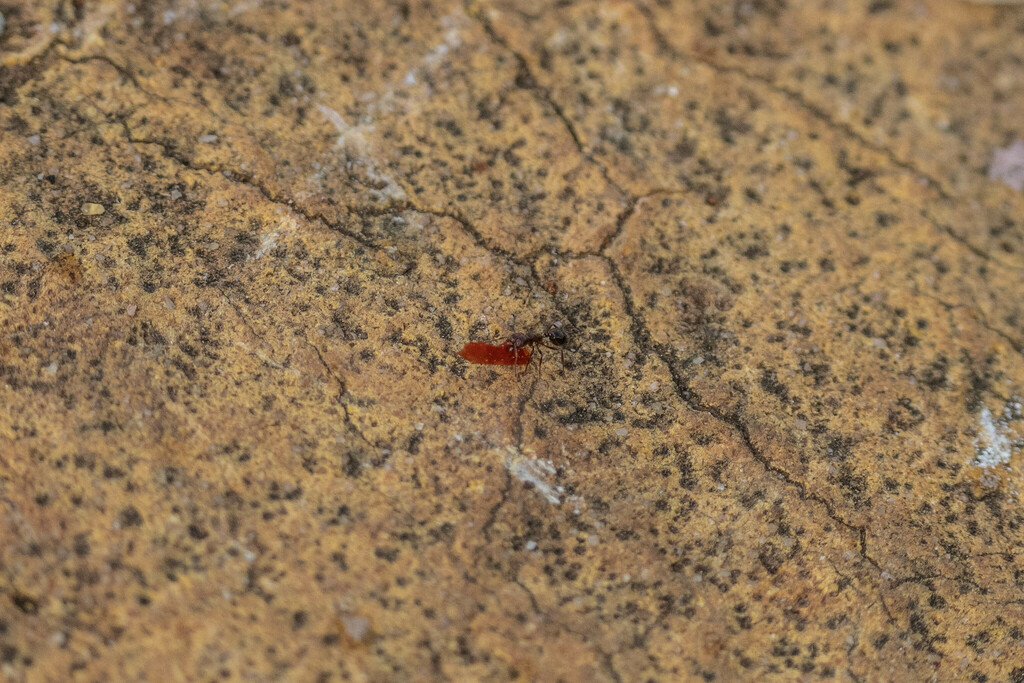 Red Imported Fire Ant from 中国云南省昆明市晋宁区 on January 30, 2025 at 05:47 PM ...
