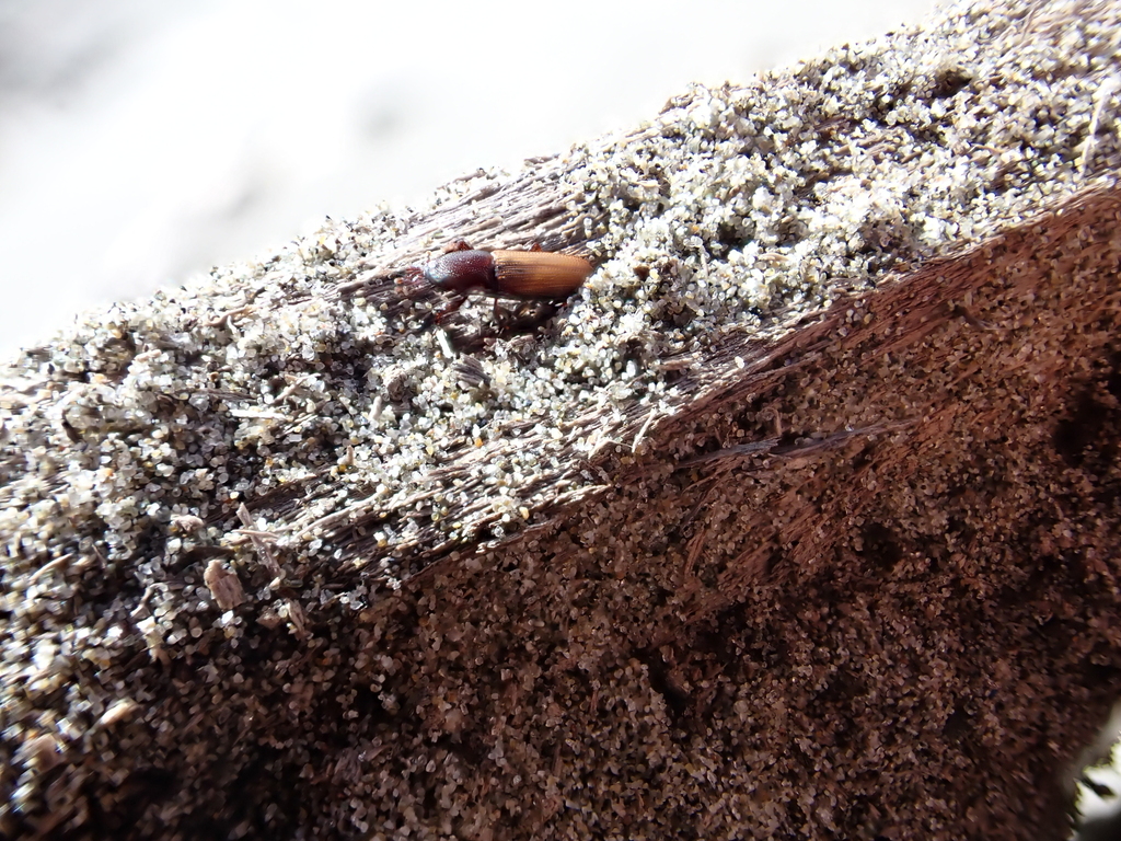 Mesites pallidipennis from Himatangi Beach, New Zealand on February 17 ...