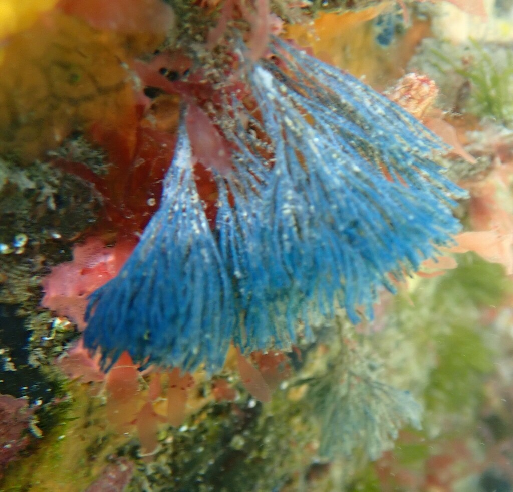 Blue Dentate Moss Animal from 2900 Point Nepean Rd, Blairgowrie VIC ...