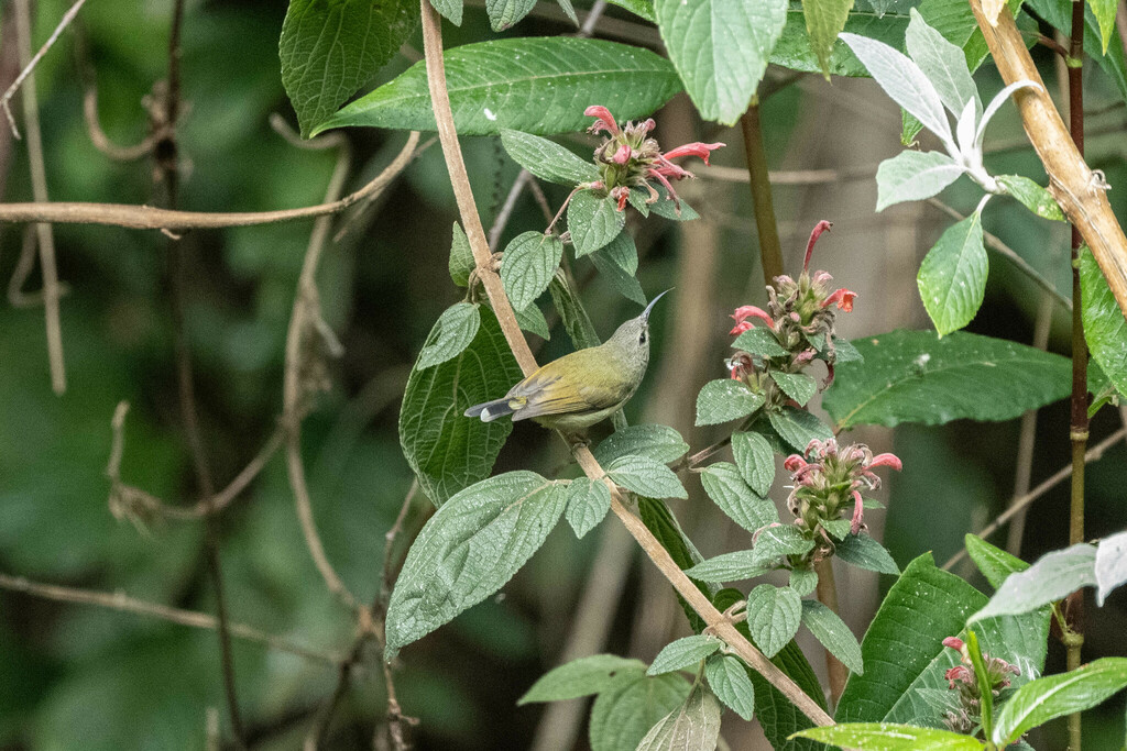 Red Sunbirds and Allies from 中国云南省保山市隆阳区百花岭 on February 02, 2025 at 12: ...