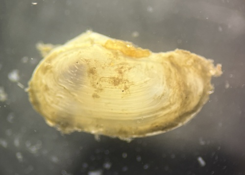 Almeja (Sphenia fragilis)