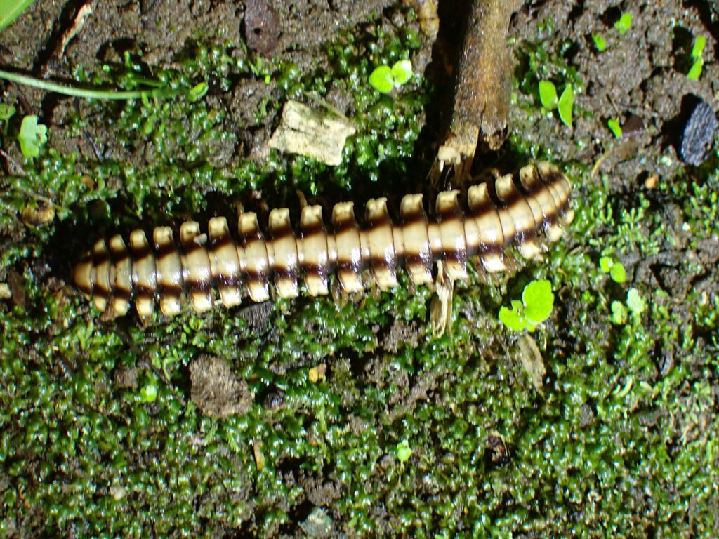 Python Millipede from Chilamate, Heredia, Sarapiquí, Costa Rica on ...