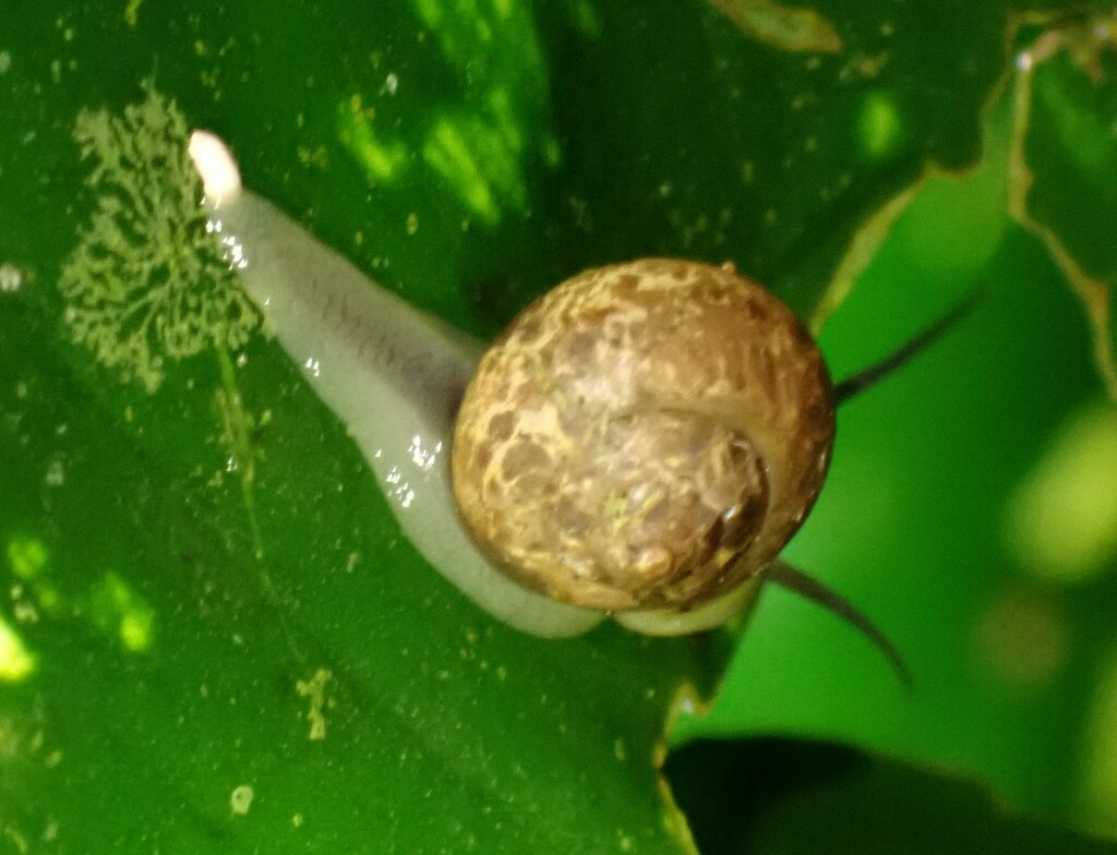 Jumping Snail from Chilamate, Heredia, Sarapiquí, Costa Rica on ...
