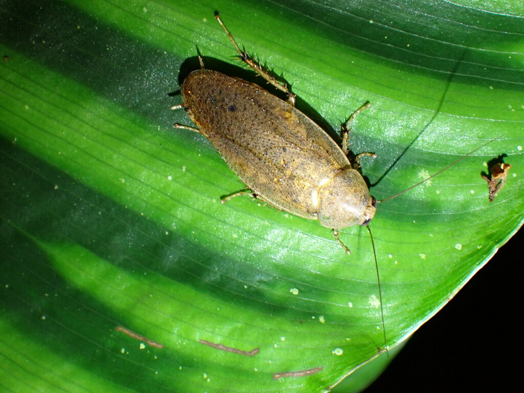 Maya cockroach from Chilamate, Heredia, Sarapiquí, Costa Rica on ...