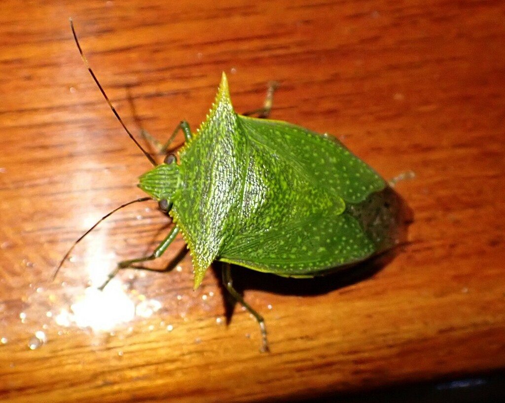 Loxa viridis from Chilamate, Heredia, Sarapiquí, Costa Rica on February ...
