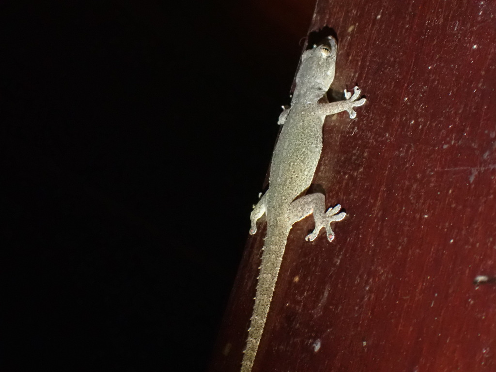 House Geckos from Chilamate, Heredia, Sarapiquí, Costa Rica on February ...