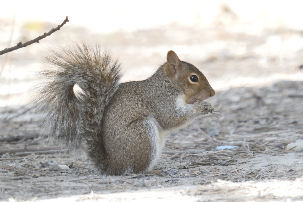 Allen's Squirrel from Bustamante, N.L., México on February 17, 2025 at ...