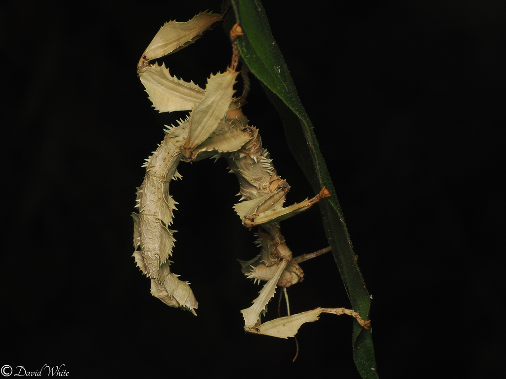Spiny Leaf insect from Wonga QLD 4873, Australia on February 17, 2025 ...