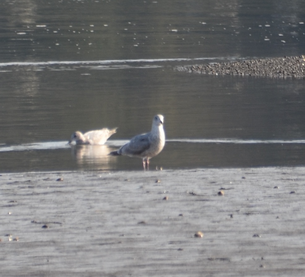 Large White-headed Gulls from Crescent Beach, Surrey, BC V4A, Canada on ...