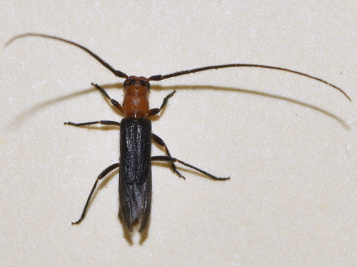 Methia bicolorata · iNaturalist