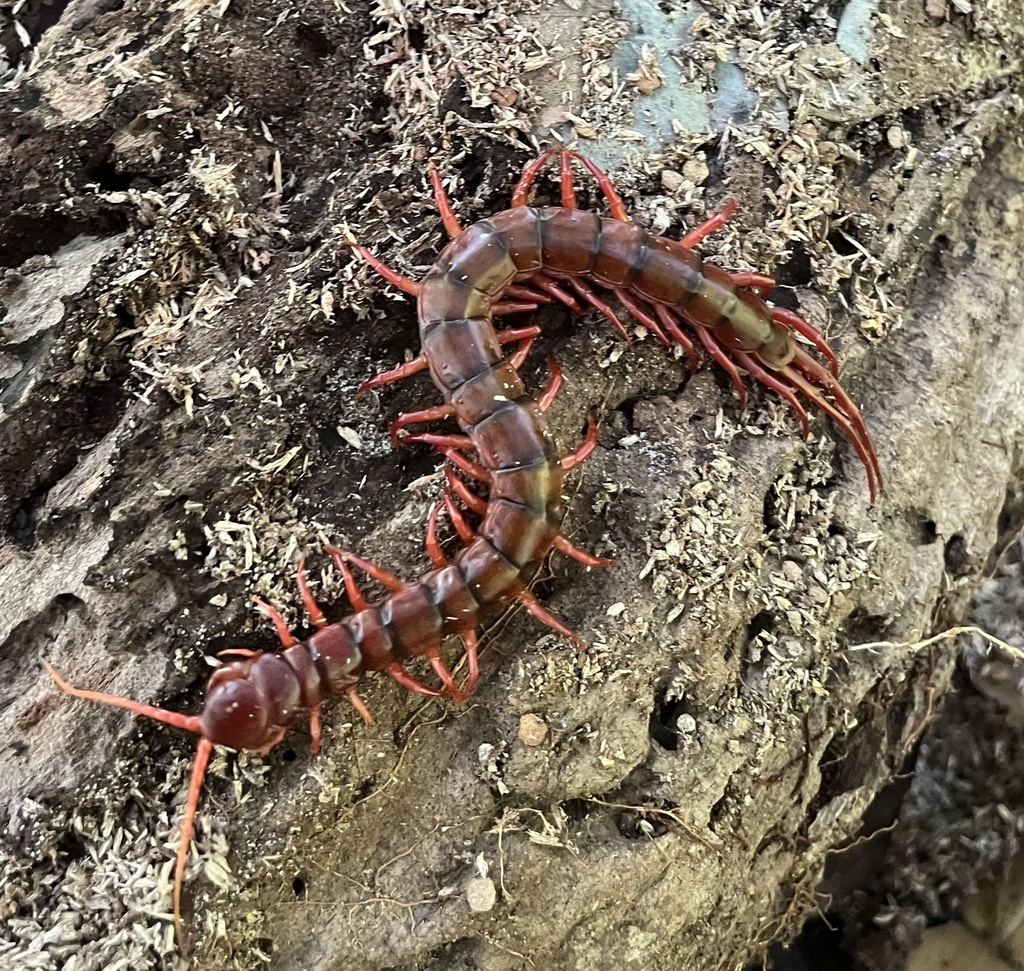 Vietnamese Centipede from Langkawi Island, Langkawi, Kedah, MY on ...