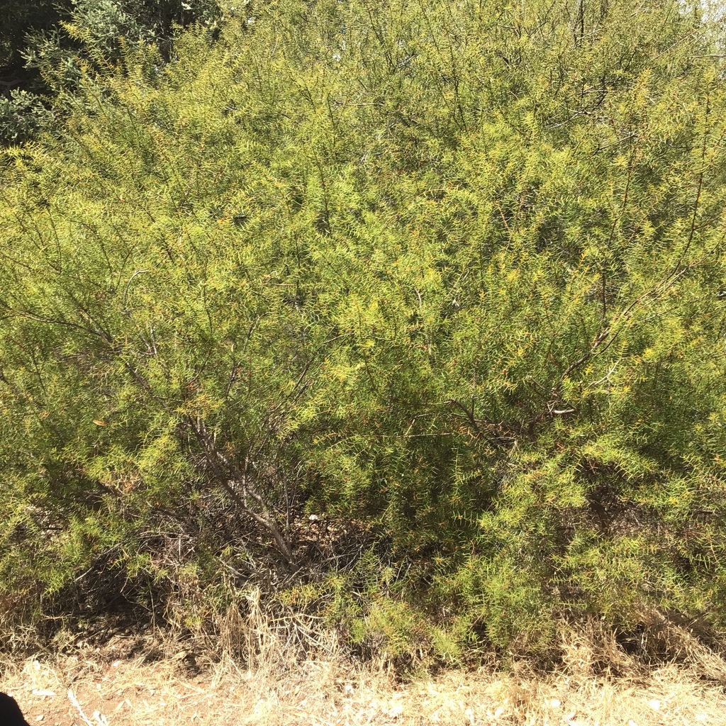 rock wattle from Tatachilla SA 5171, Australia on February 18, 2025 at ...