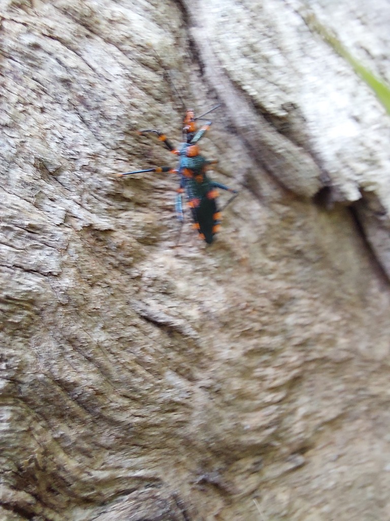 Havinthus from Brisbane QLD, Australia on February 18, 2025 at 01:06 PM ...