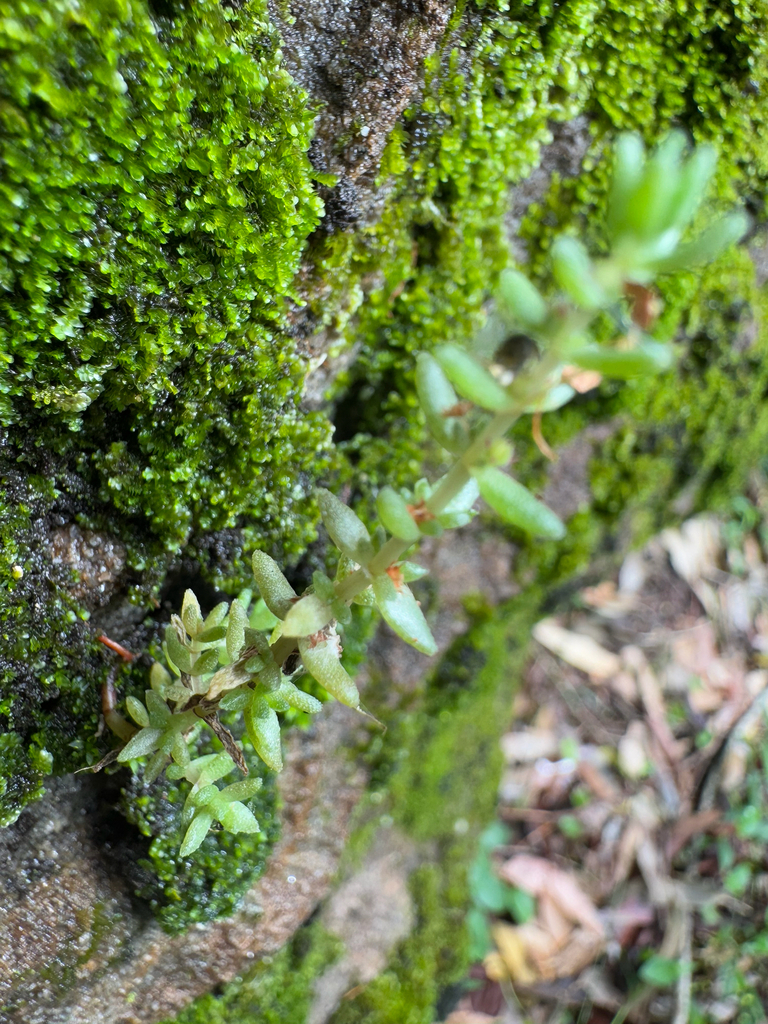 Australian Stonecrop from Werrong Walking Tk, Otford, NSW, AU on ...