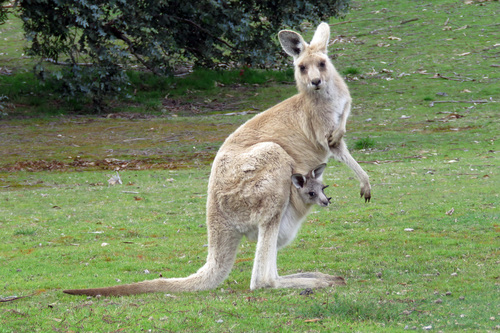 Checklist de Cooma-Monaro · BioDiversity4All