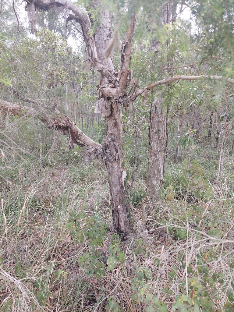 bottlebrushes from Brisbane QLD, Australia on February 18, 2025 at 01: ...