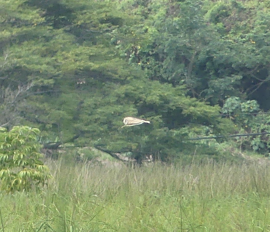 American Barn Owl in February 2025 by obmissy · iNaturalist