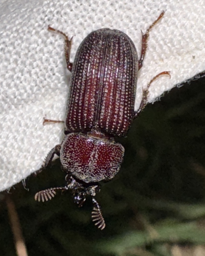 Syndesus cornutus from North Island / Te Ika-a-Māui, Kaiaua, Waikato ...