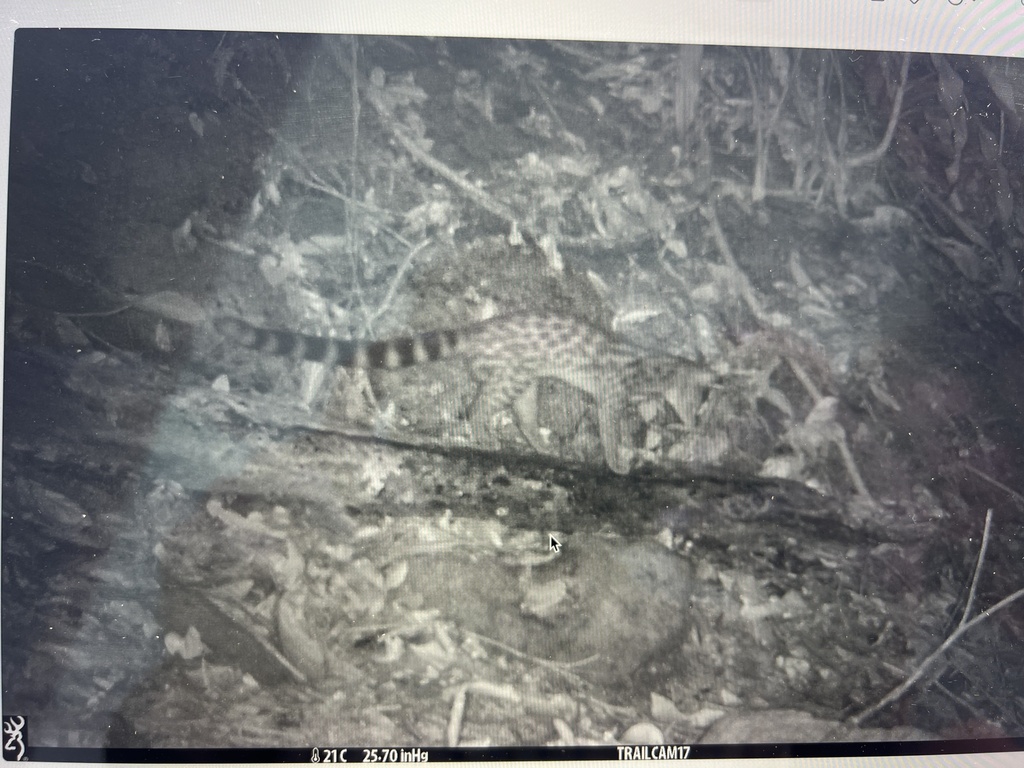 Lowe's Servaline Genet in February 2025 by andreaudzungwa · iNaturalist