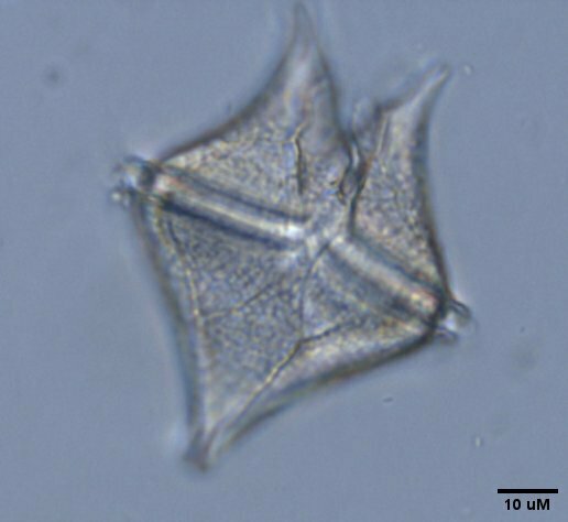 Protoperidinium claudicans from San Diego County, CA, USA on February ...