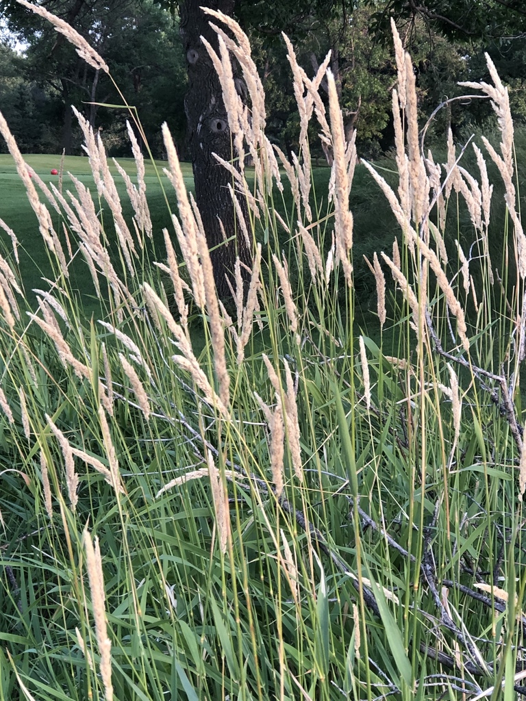 reed canary grass from Henderson Lake Golf Club, Lethbridge, AB, CA on ...