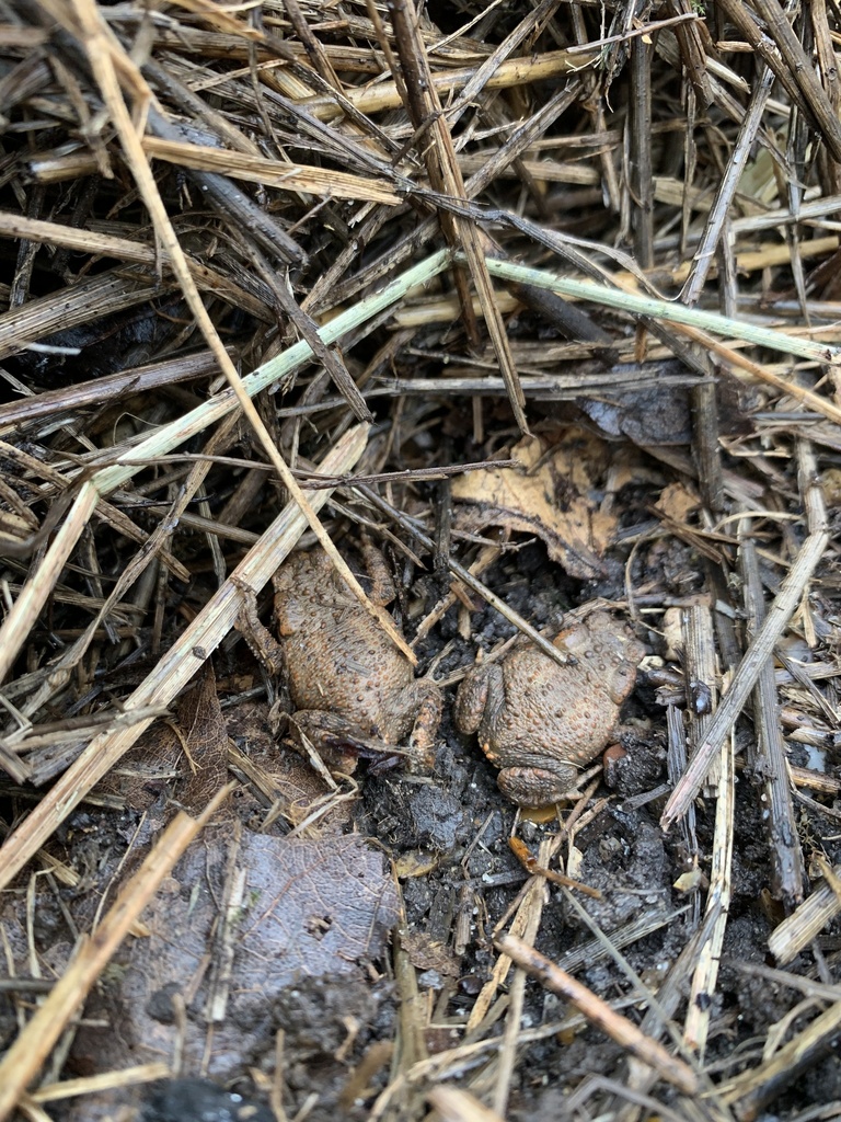 European Toad from RHS Garden Hyde Hall, Chelmsford, England, GB on ...