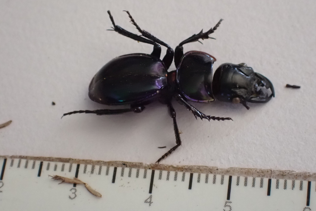 Ground Beetles from Swan Reach SA 5354, Australia on February 18, 2025 ...