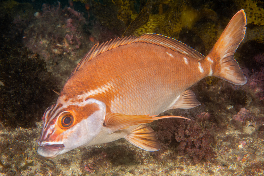 Red Morwong from "Bare Island, Botany Bay, New South Wales, Australia ...
